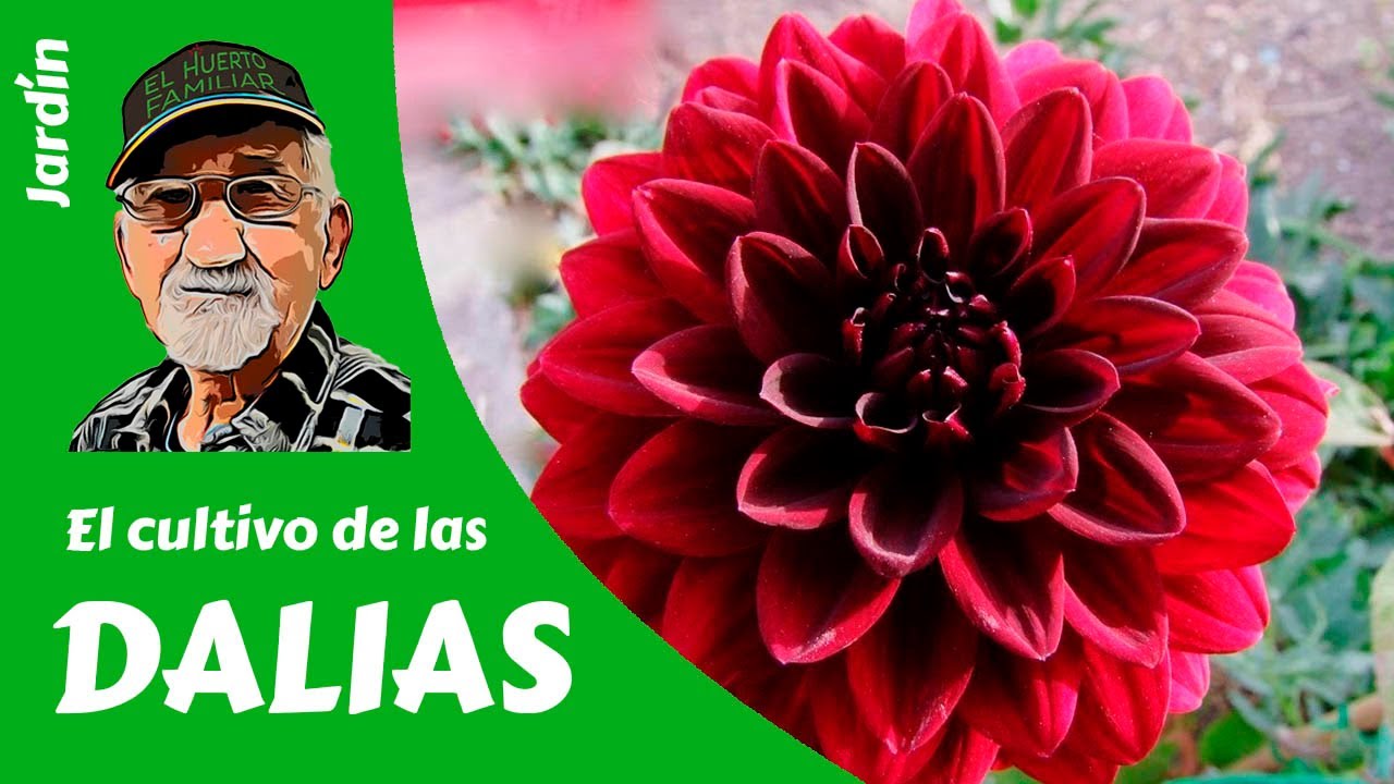 𝗗𝗔𝗟𝗜𝗔𝗦: Cómo cultivar Dalias - Guía completa. - YouTube