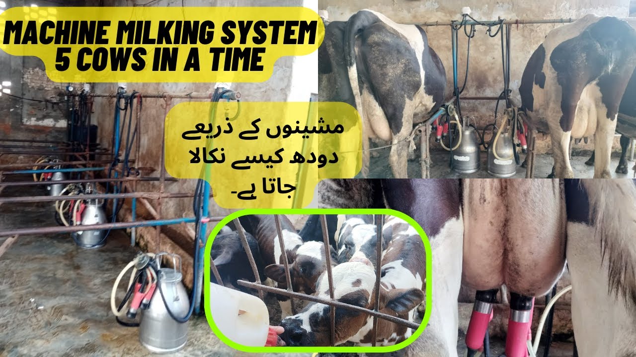 Cow Milking with Modern Technology: Electric Multi-Cow Machine Milking ...