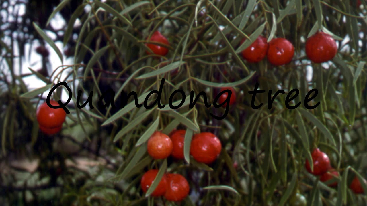 How to Pronounce Quandong tree? - YouTube