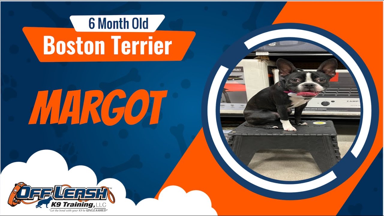 Dog Training Fort Wayne | 6 Month Old Boston Terrier | Off Leash K9 ...