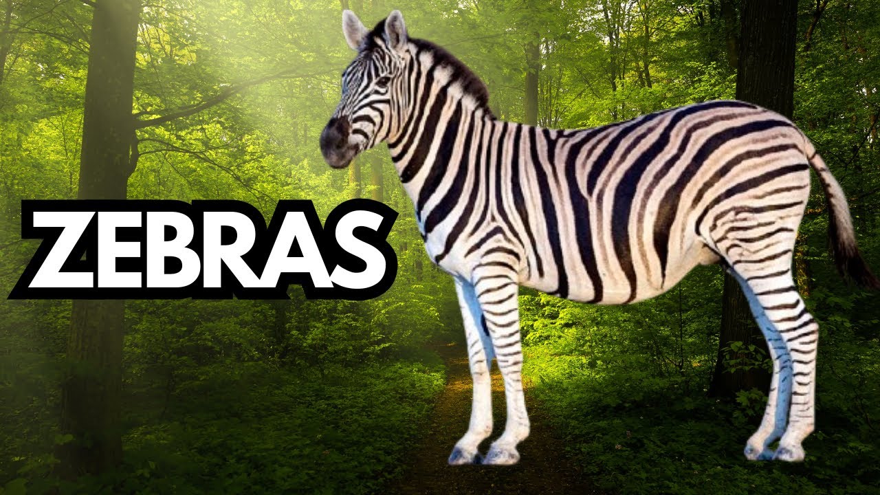 Zebras | All About Zebras for Kids | Zebra for Children | Facts ...