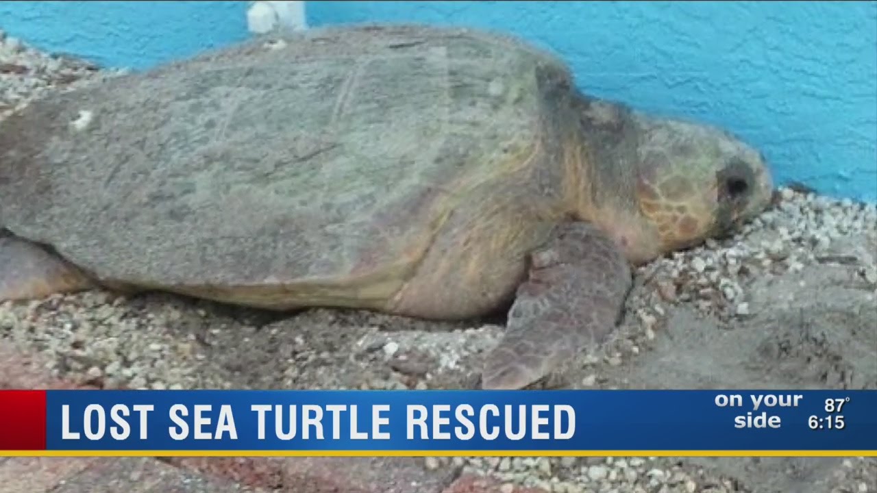 VIDEO: Disoriented sea turtle found wandering outside Charlotte Co ...