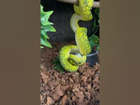 VEGETARIAN Snake OMG ! This Green Tree Python eats fake PLANT - YouTube