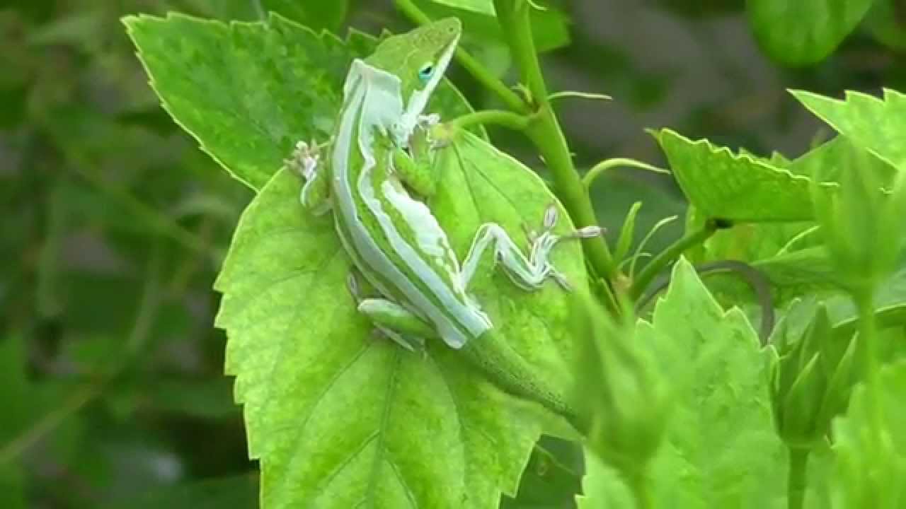 Anole lizard shedding old skin - YouTube