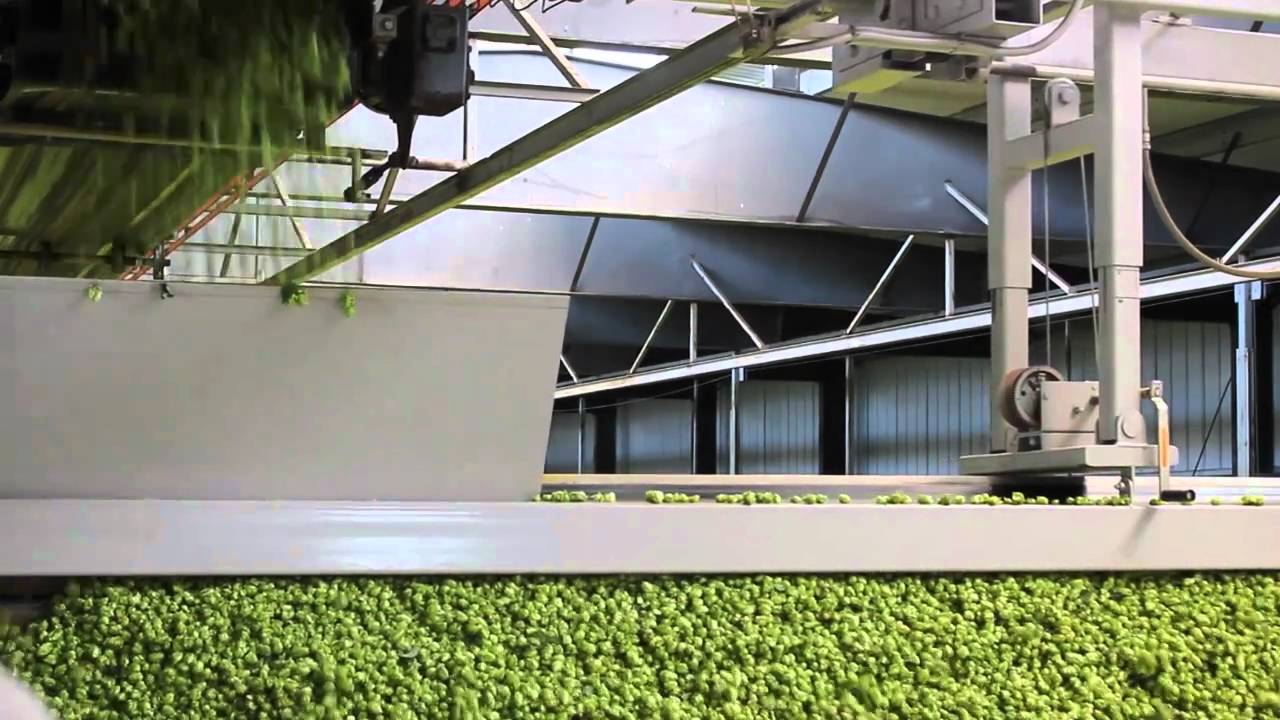 Hop Harvesting 101 - YouTube