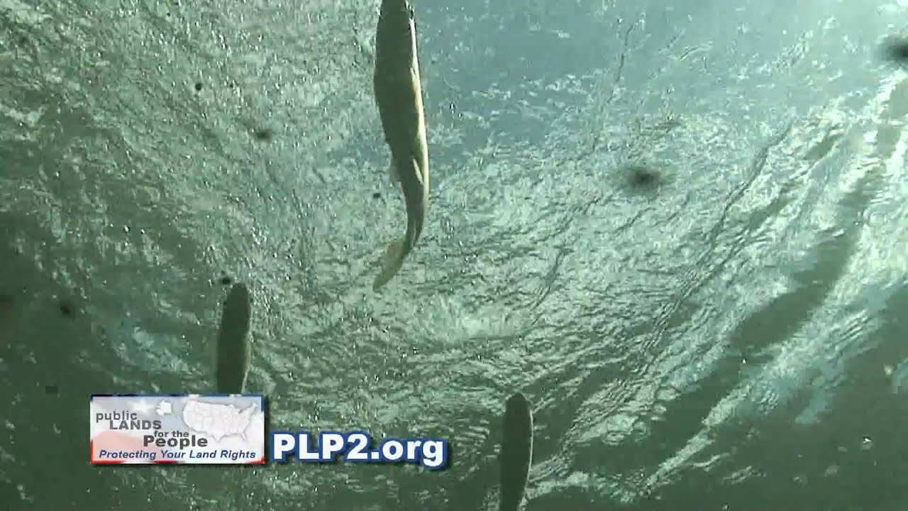 Suction Dredging Benefits Fish Habitat - YouTube
