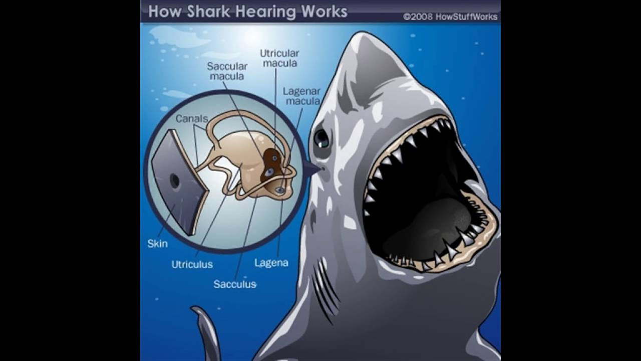 Peces cartilaginosos - YouTube