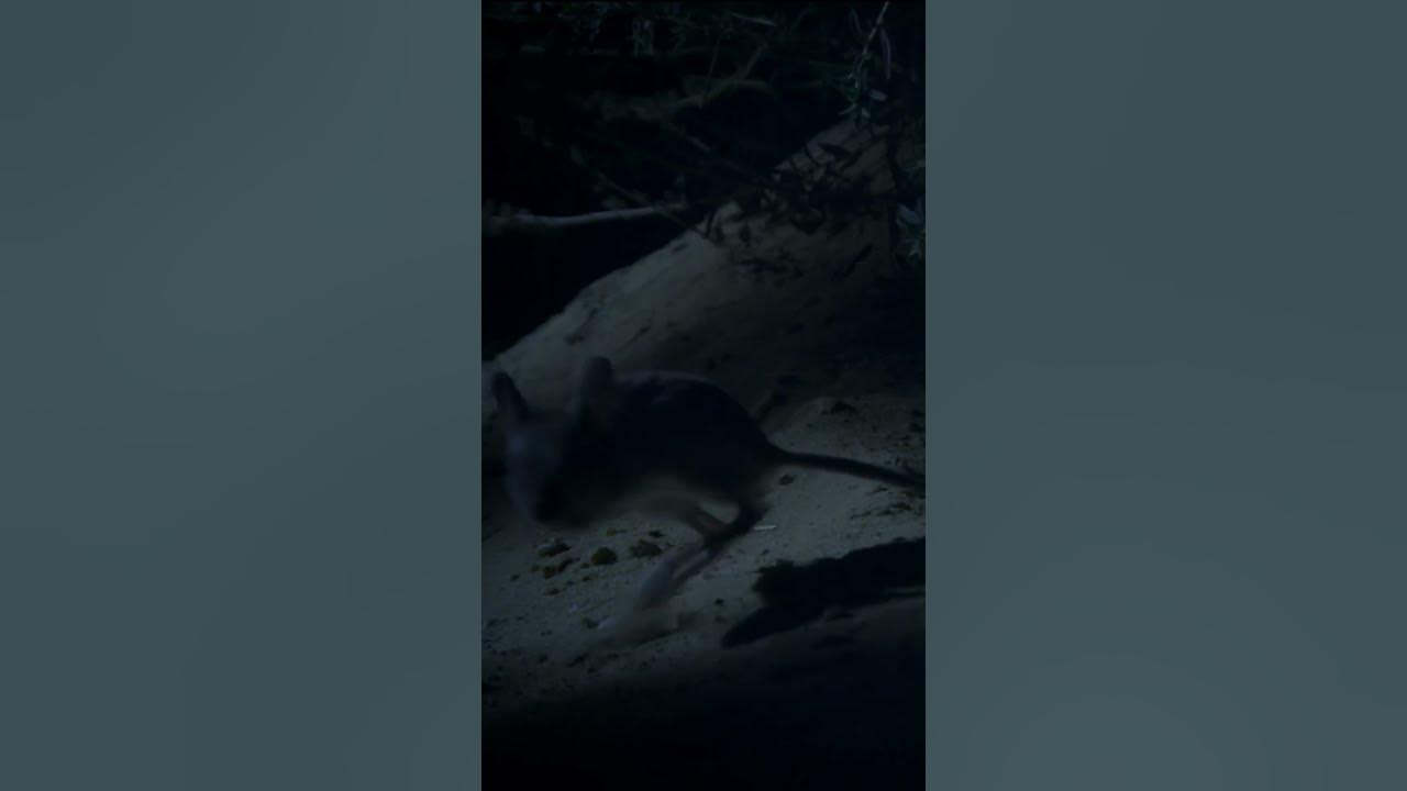 Interesting Facts About Kangaroo Rats YouTube interesting-facts-about-kangaroo-rats-youtube