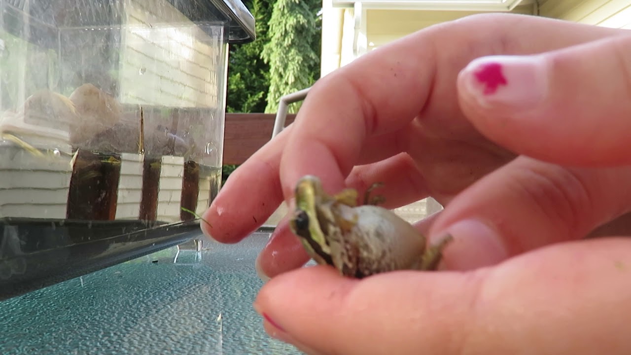 my color changing frog - YouTube