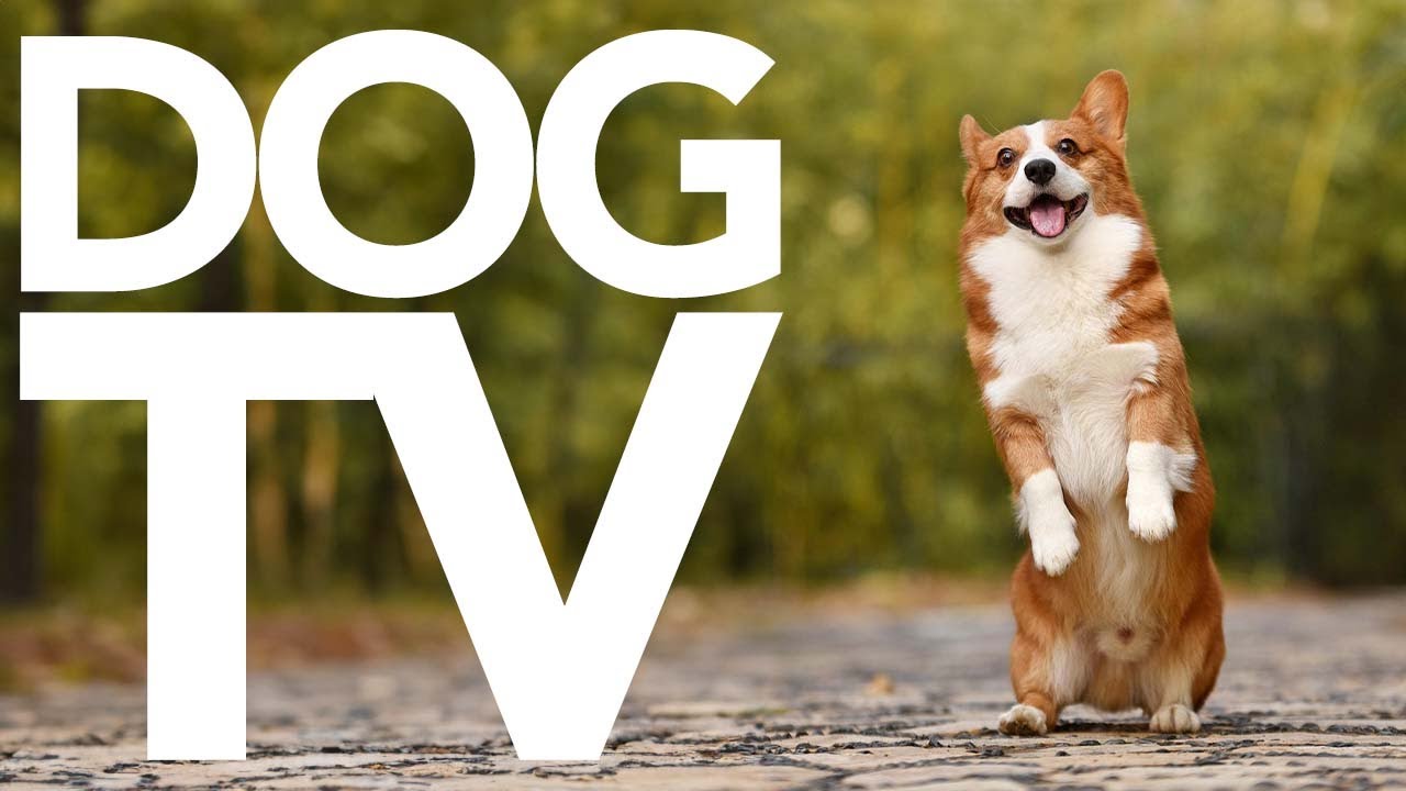 DOG TV - 20 Hour Petflix Video for Dogs | Interactive Dog Entertainment ...
