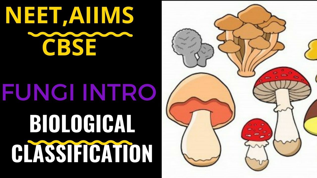 Fungi Intro || NEET || AIIMS|| CBSE || Vinay Biology - YouTube