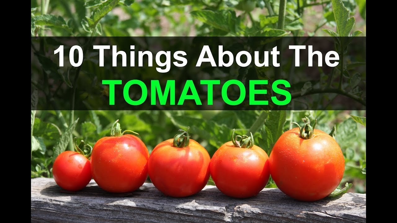 Ten Things About the TOMATOES - YouTube