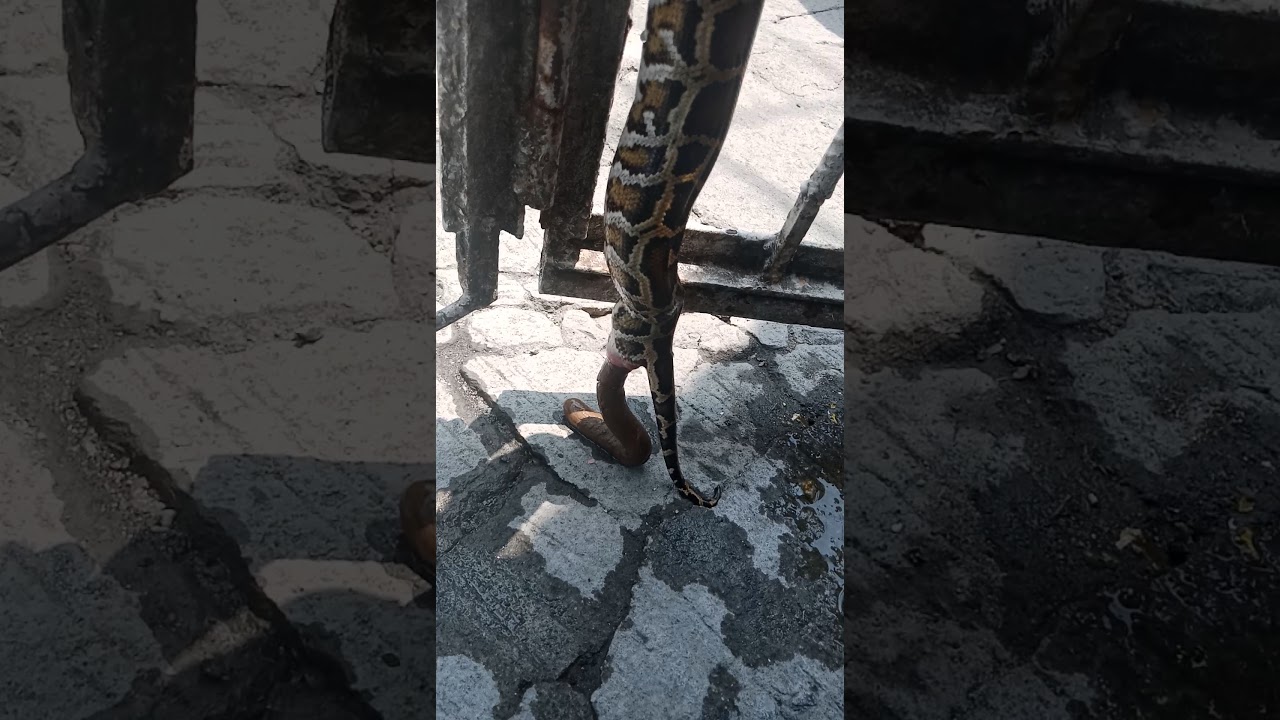 SNAKE POOOOOOOOP - YouTube