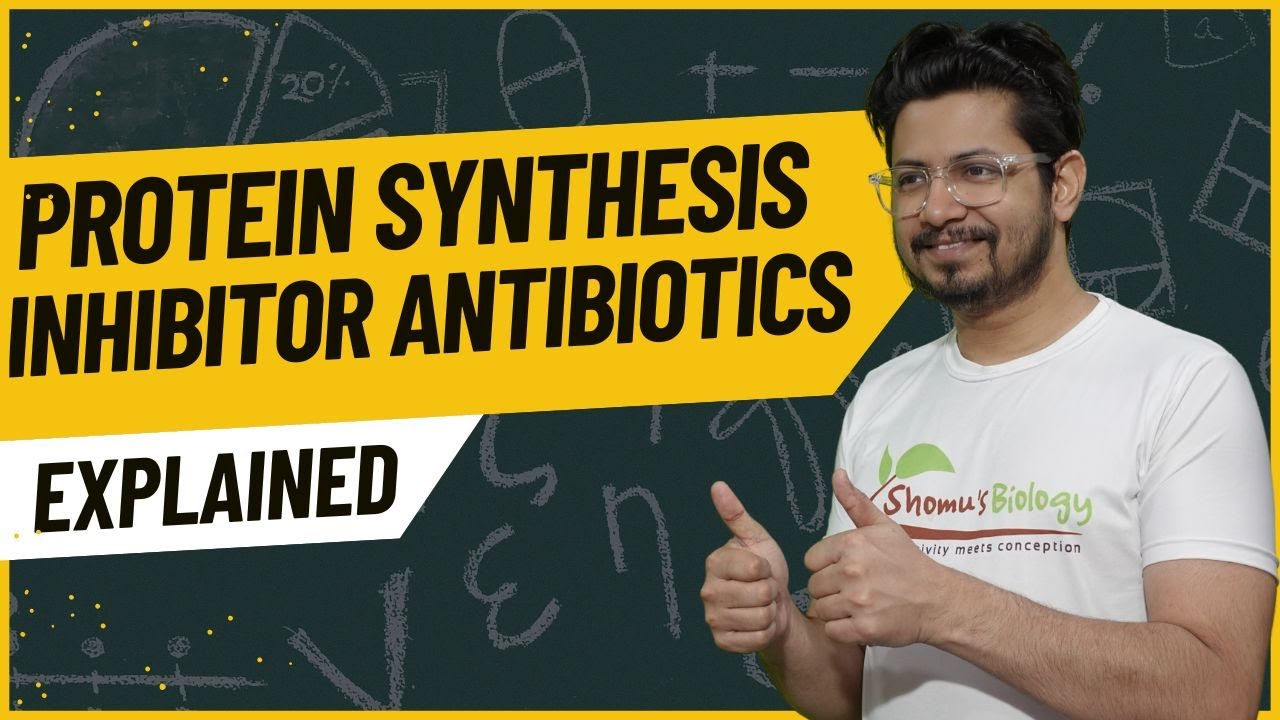 Protein synthesis inhibitors antibiotics | 50s inhibitors | 30s ...