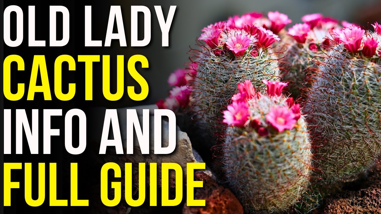 Old Lady Cactus Info and Care | How To Care for Mammillaria Hahaniana ...