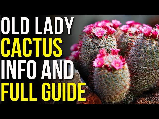Old Woman Cactus