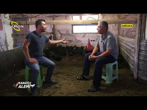 Hindi Yetiştiriciliği Hakkında Önemli Bilgiler - Kanatlı Alemi / Çiftçi TV