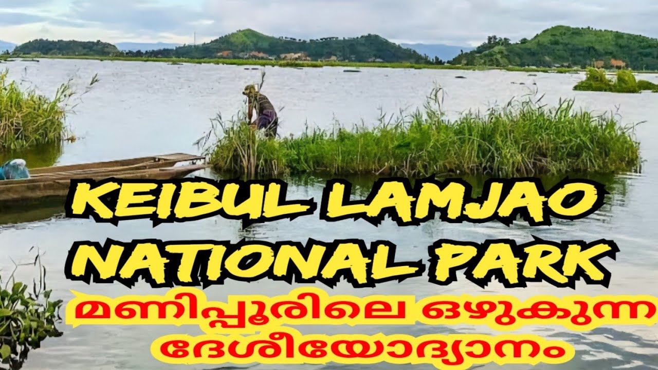 The National Park floating over Water, Keibul Lamjao National Park ...