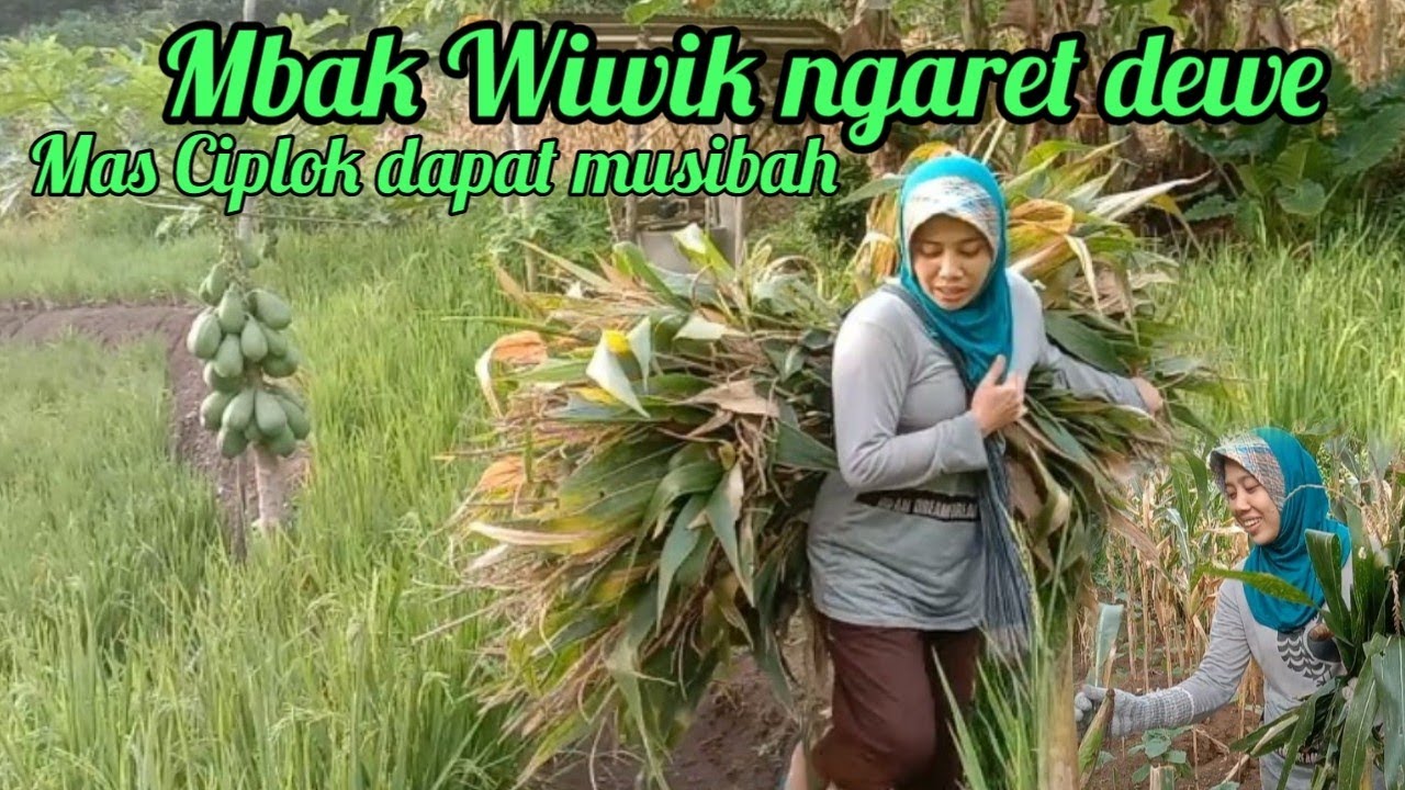 Mbak Wiwik ngaret dewe, gara gara mas Ciplok kebacok aret.😓 - YouTube