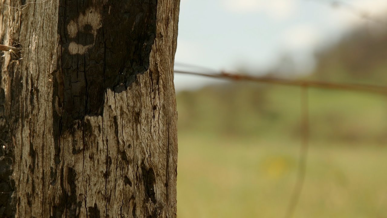 Post bushfire pasture recovery: Conditions before the burn - YouTube