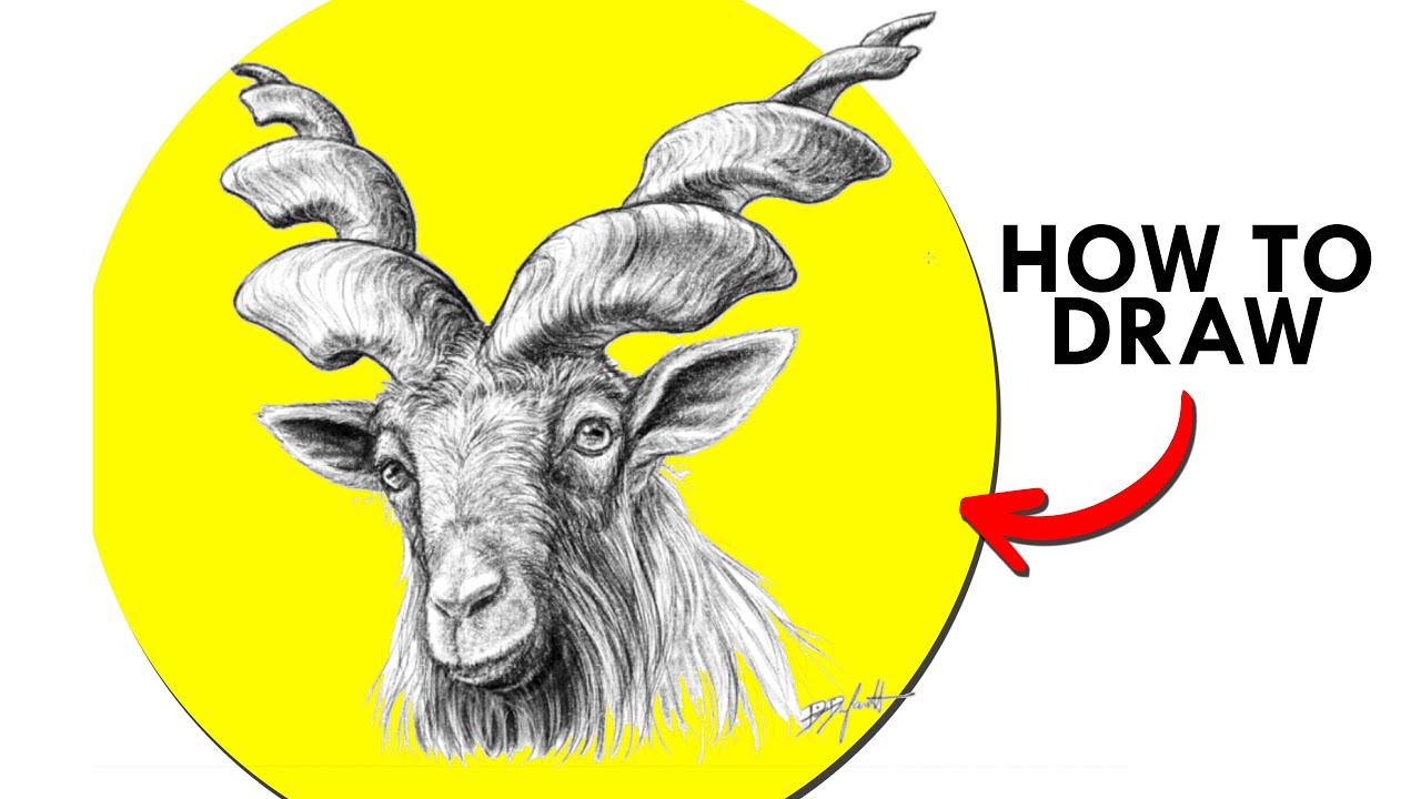 How To Draw A Markhor - YouTube