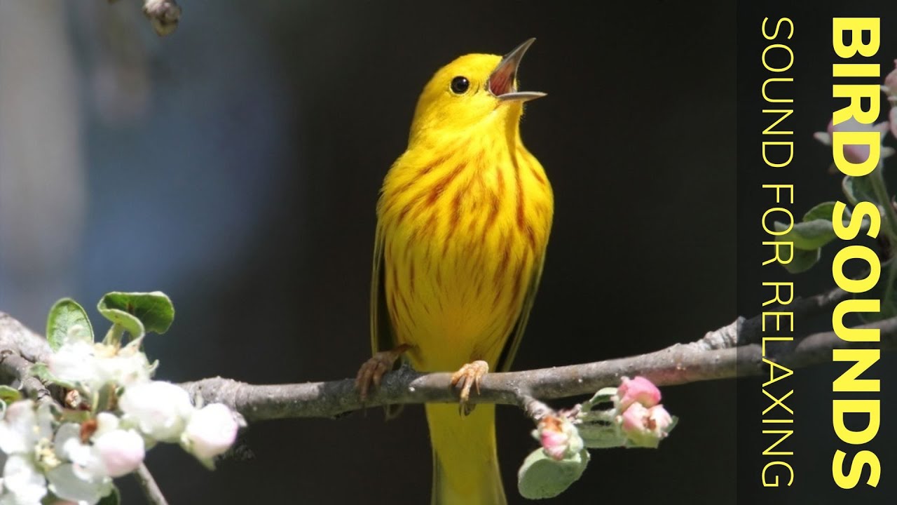 Bird Forest Sounds - Relaxing Rainforest Sounds, Birds Chirping - 24 ...