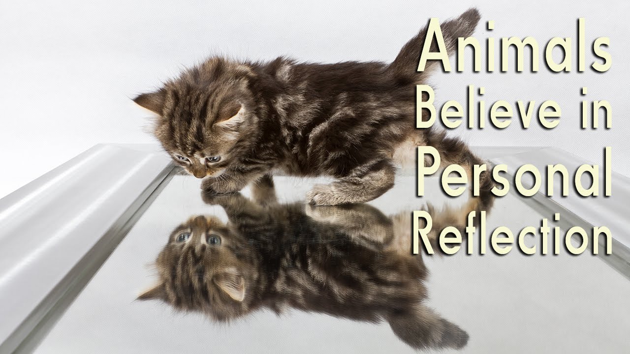 Animal Reactions to Their Reflections - YouTube