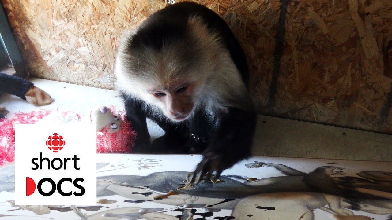Meet Pockets Warhol, a famous painting monkey who saved his sanctuary ...