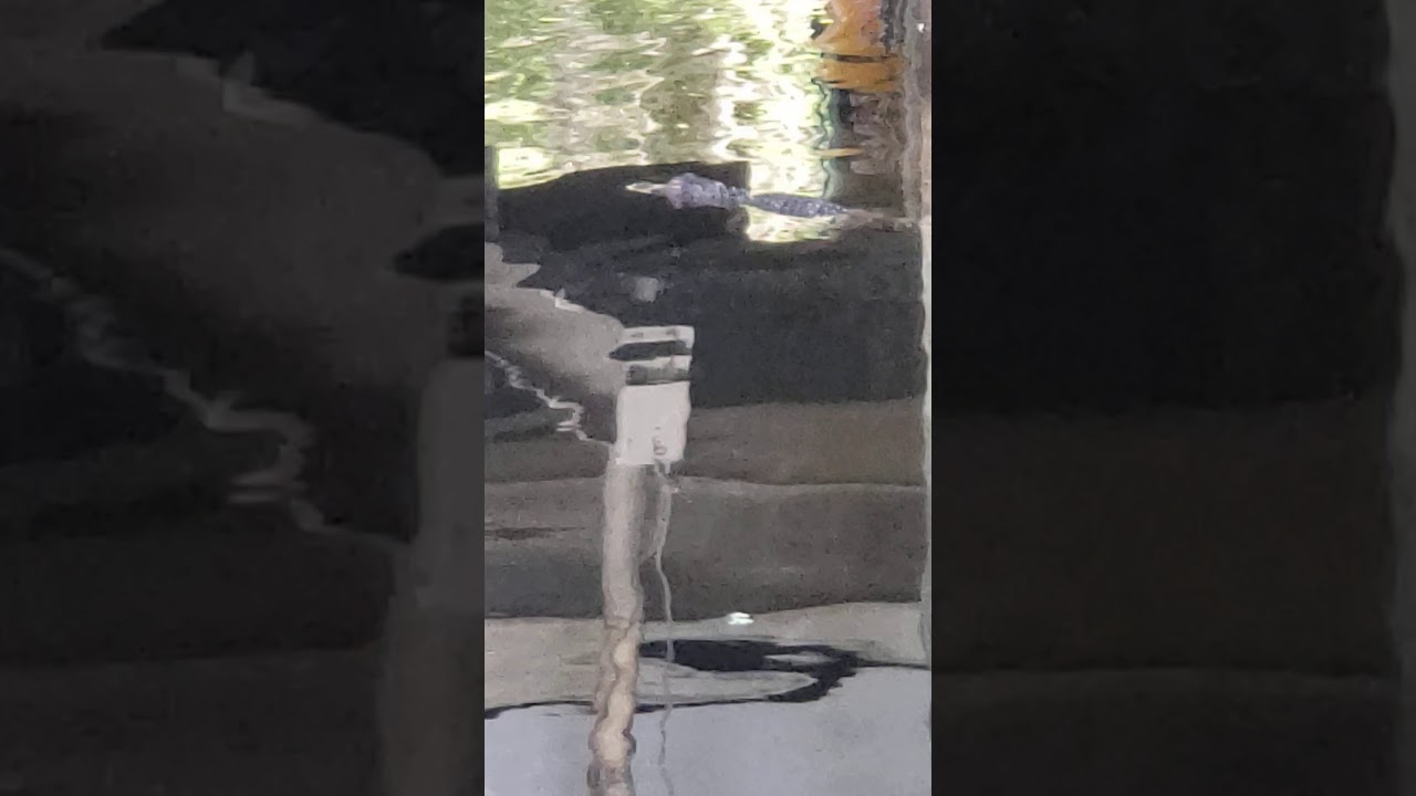 Alligator pog - YouTube