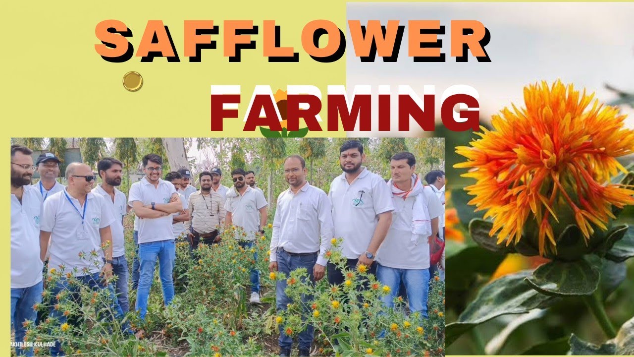 कुसुम की खेती SAFFLOWER FARMING से तेल उत्पादन संभव। - YouTube