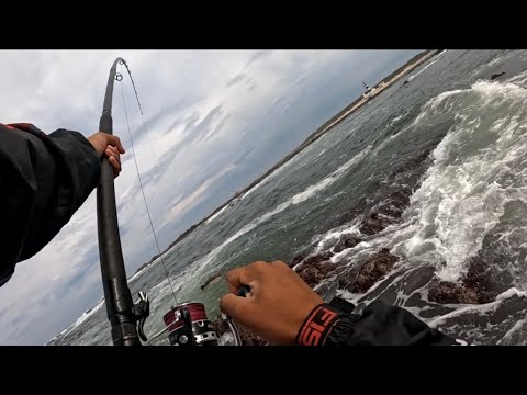 MASSIVE gully shark while fishing for edibles - YouTube