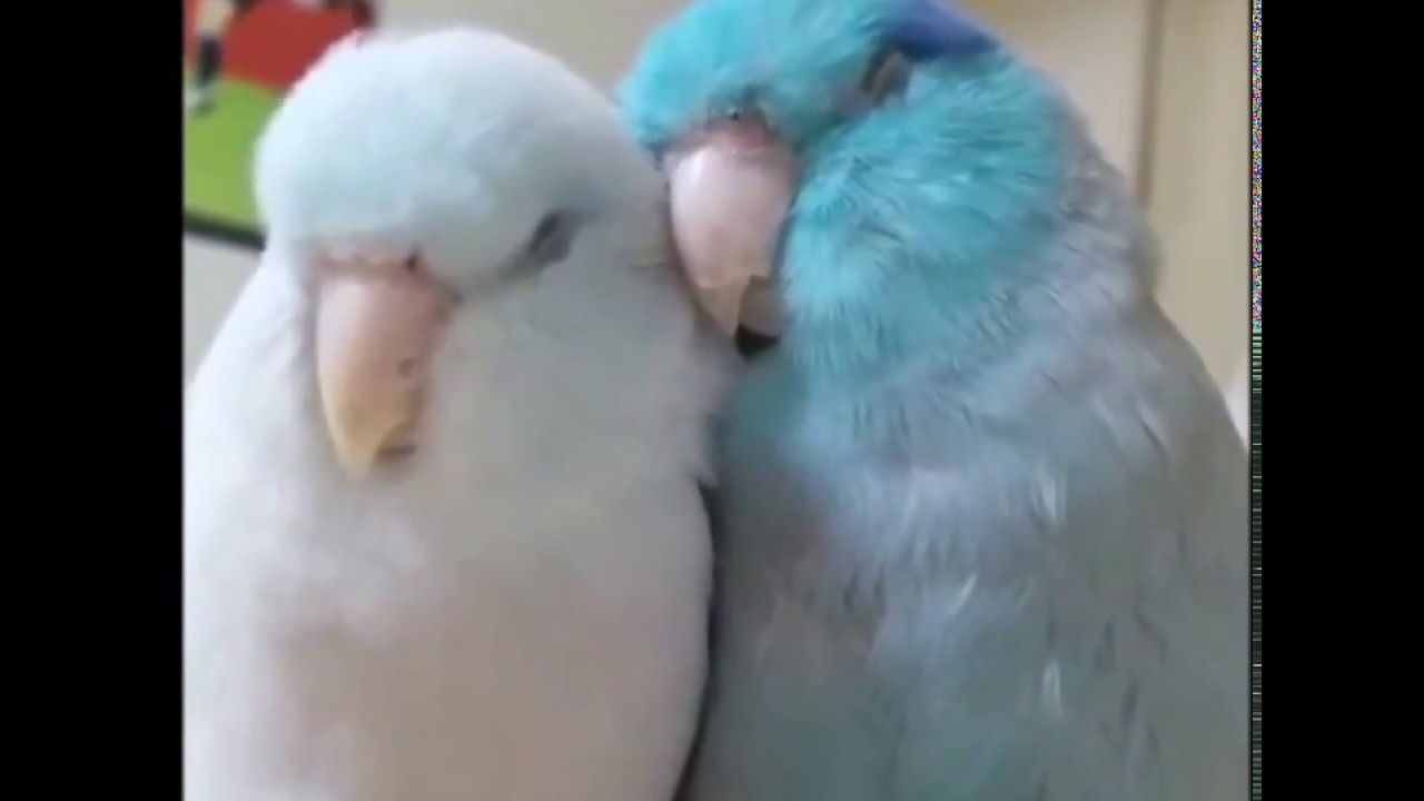 rare animal vines - YouTube