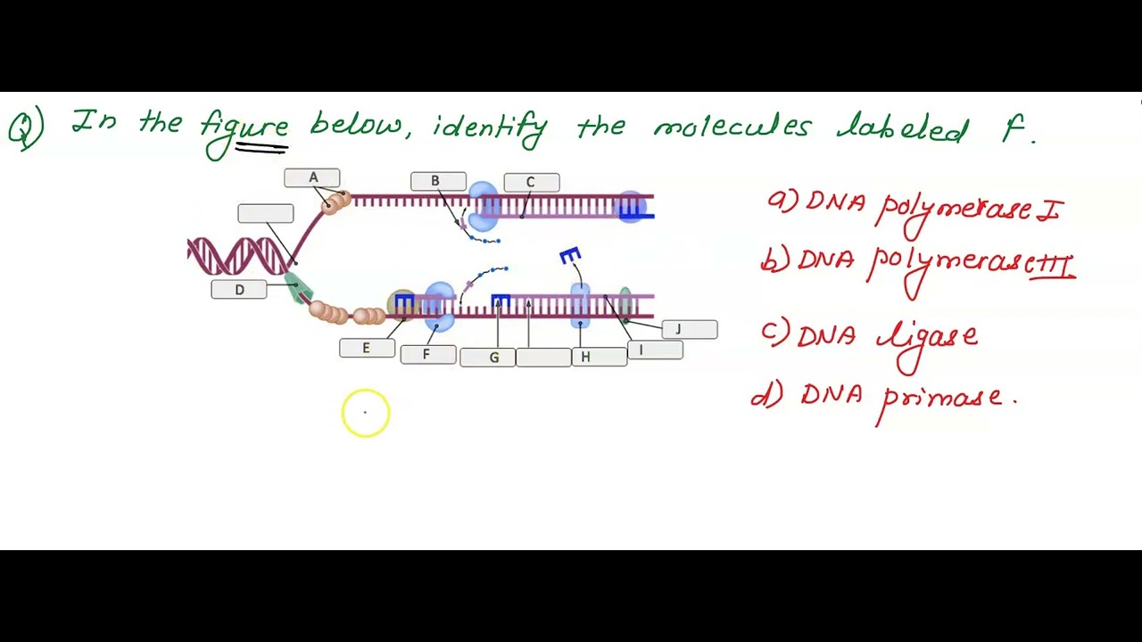 QUESTION 48 In the figure below; identify the molecules labeled F. G ...