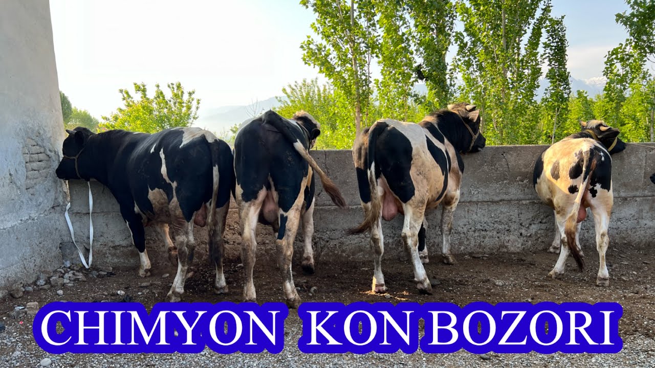 CHIMYON KON BOZORI, Mol Quy Narhlari 24,04,2024 Zo’r - YouTube
