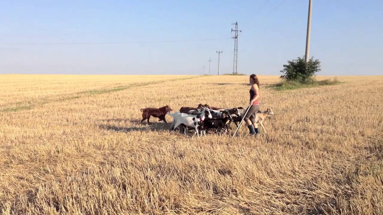 Rafael - 17 months herding - YouTube