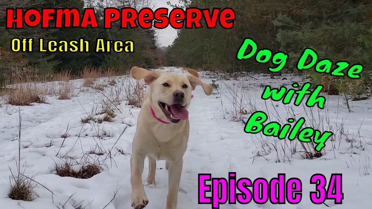 Dog Daze 🐶 Episode 34 - Hiking the Hofma Preserve near Grand Haven ...