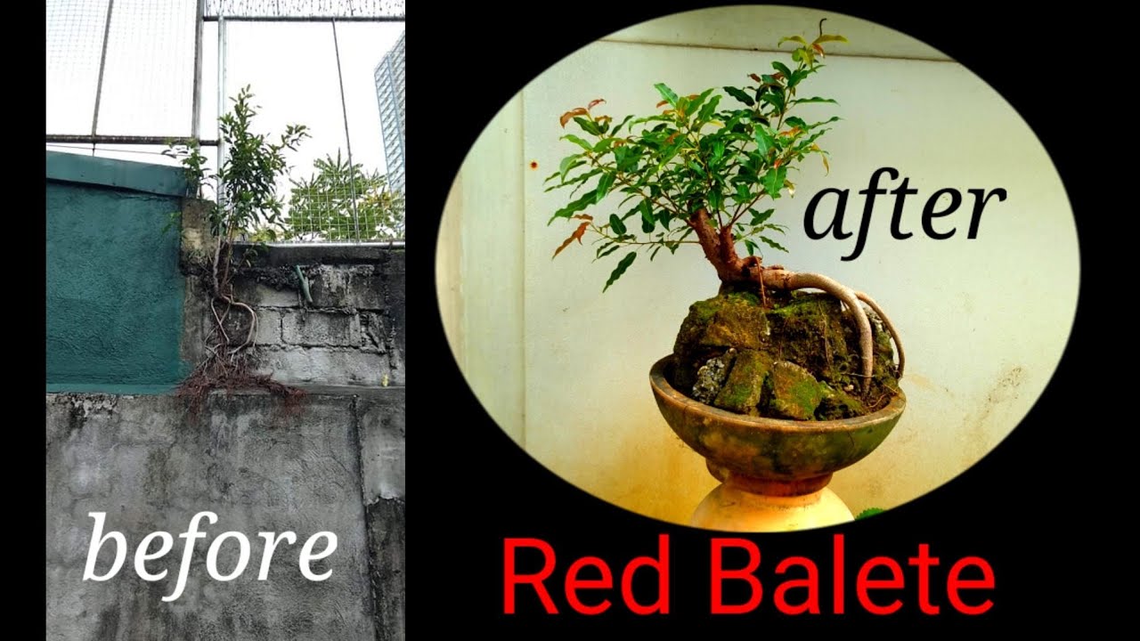 #bonsaitips #bonsai #redbalete RED BALETE BONSAI PART 1 | PAANO GAWING ...