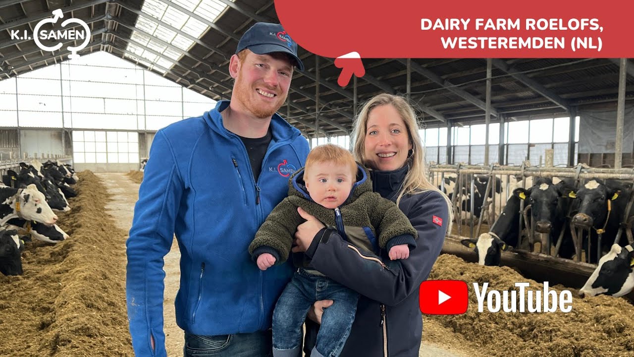 Dairy Farm Roelofs Westeremden (The Netherlands) - YouTube
