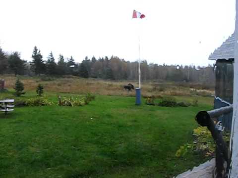 Drunken moose - YouTube