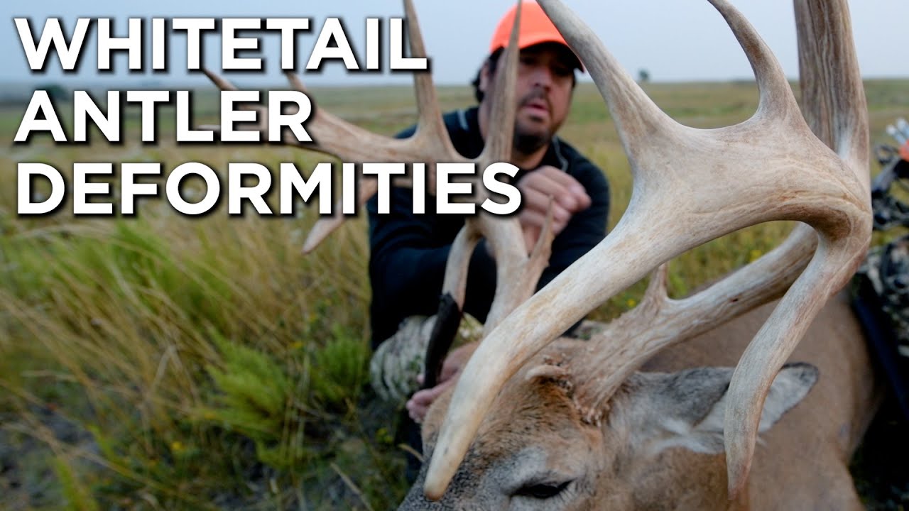 Whitetail Deer Antler Deformities And How They Develop | Drop Tines ...