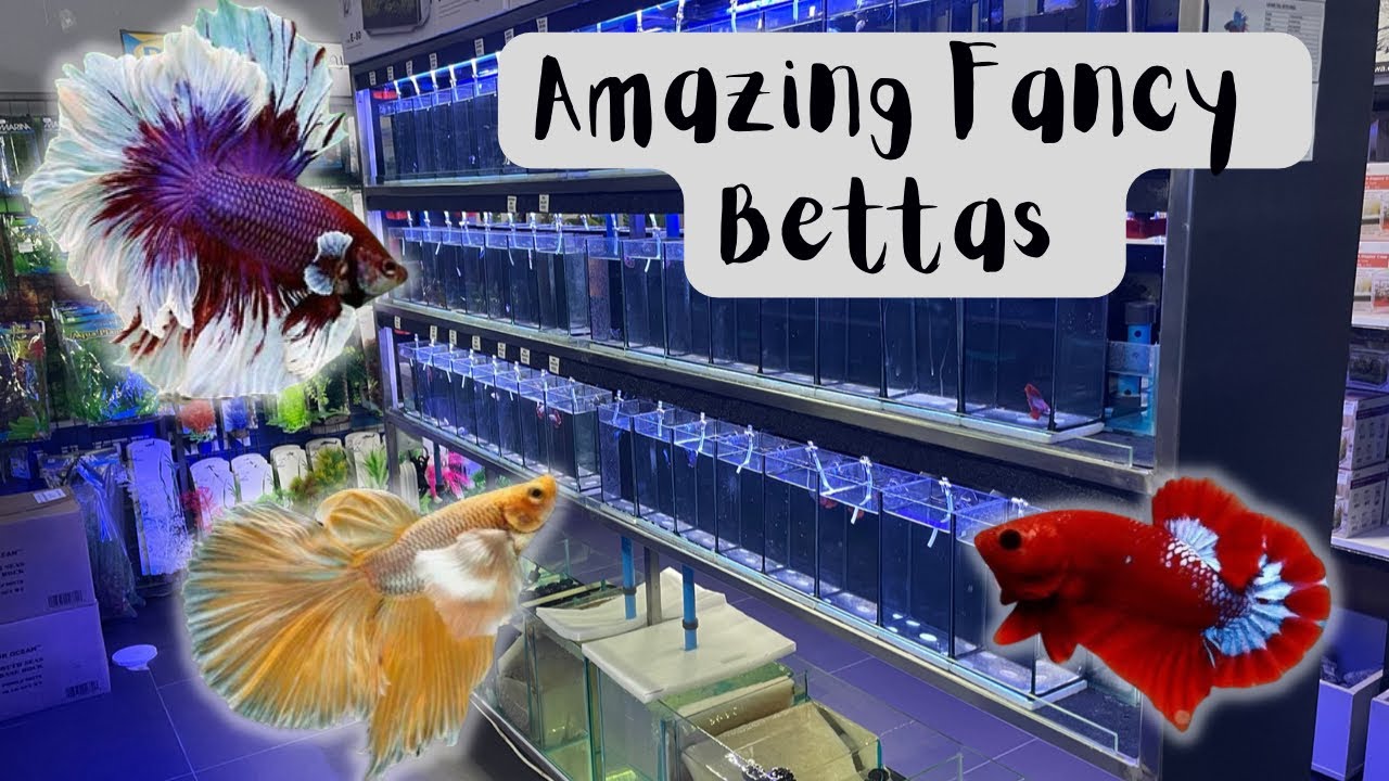 AMAZING BETTA SYSTEM | OVER 100 BETTA FISH ! - YouTube