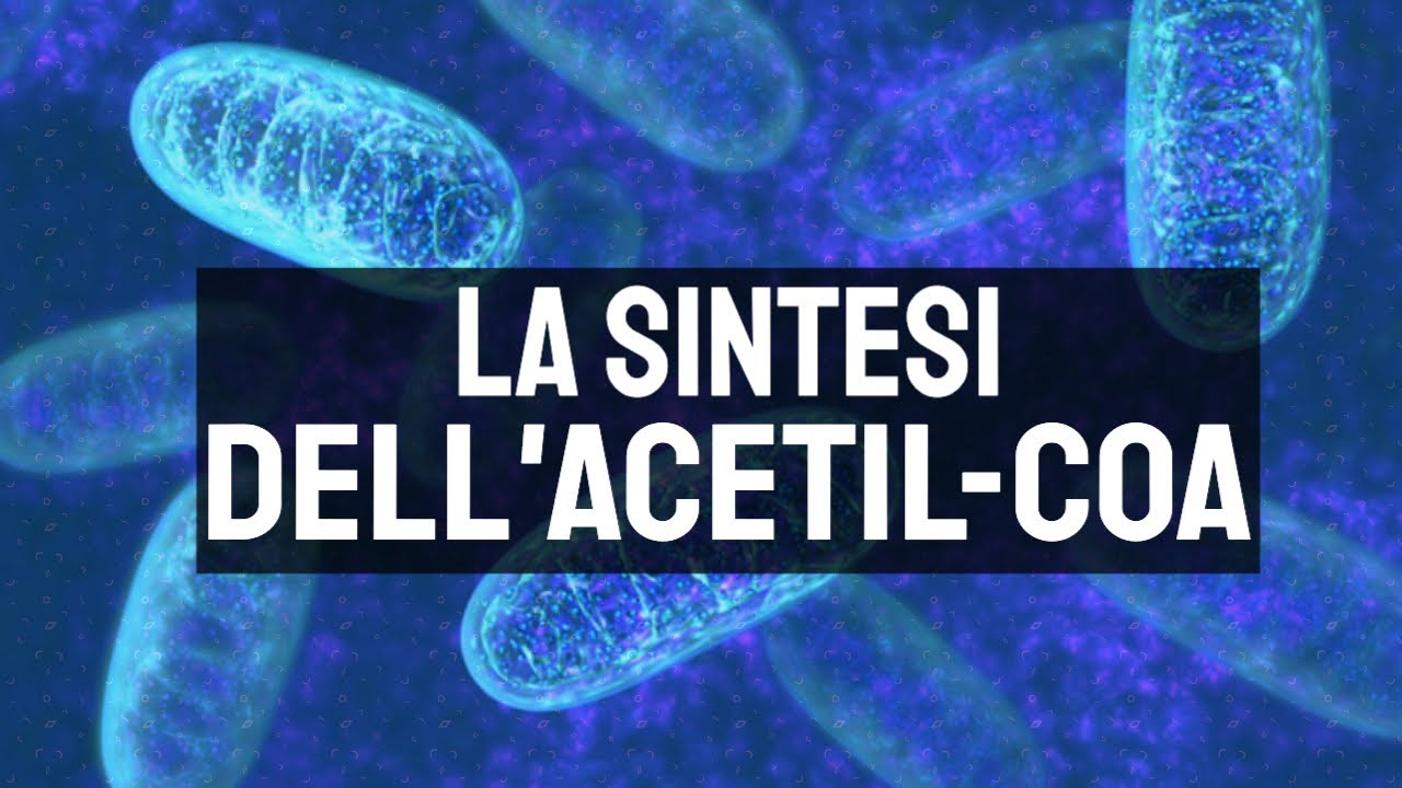 La sintesi dell'acetil-CoA 🔬 - YouTube