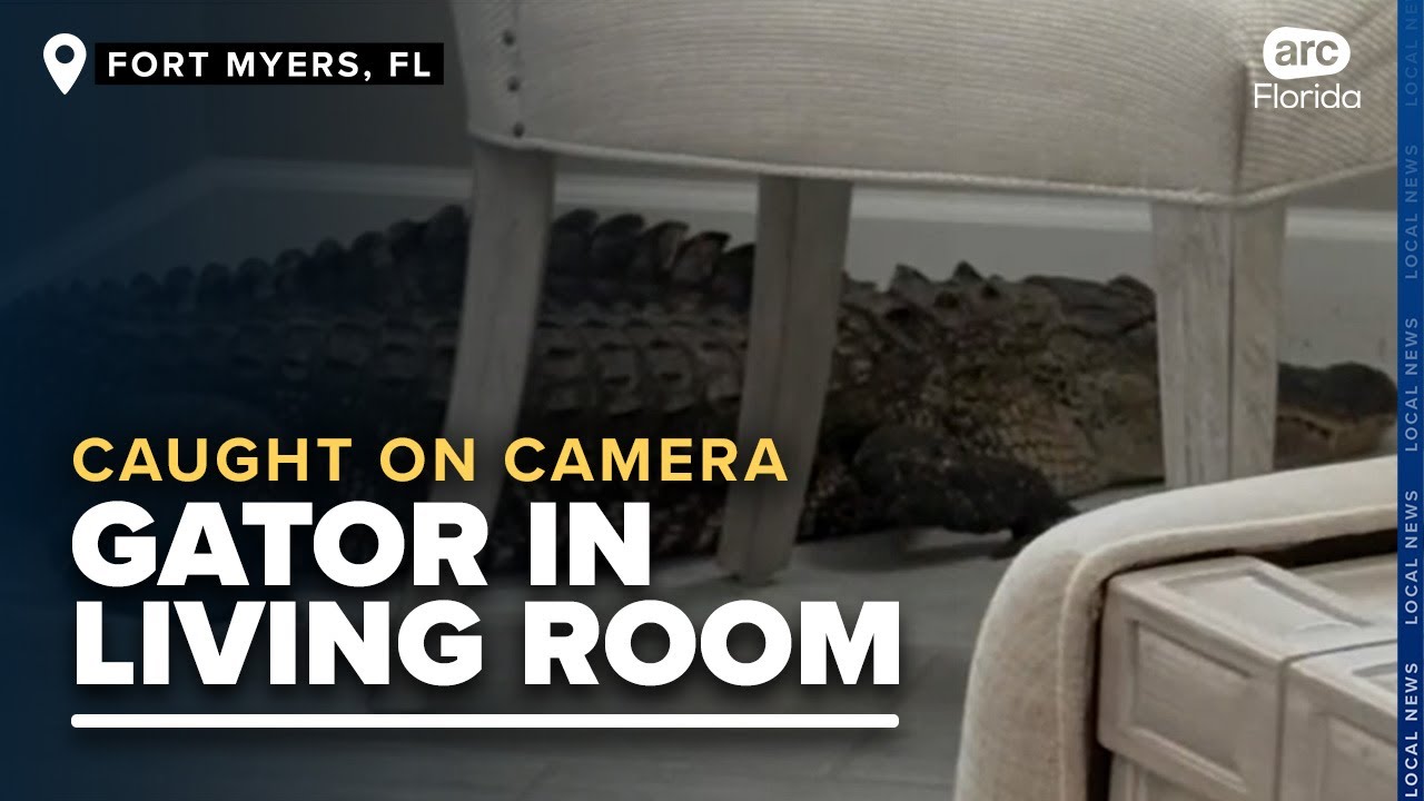 Man finds a gator in his living room - YouTube