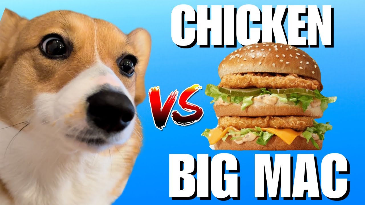 CORGI PUPPY DEVOURS CHICKEN BIG MAC FROM MCDONALDS!!! (Finally!) - YouTube