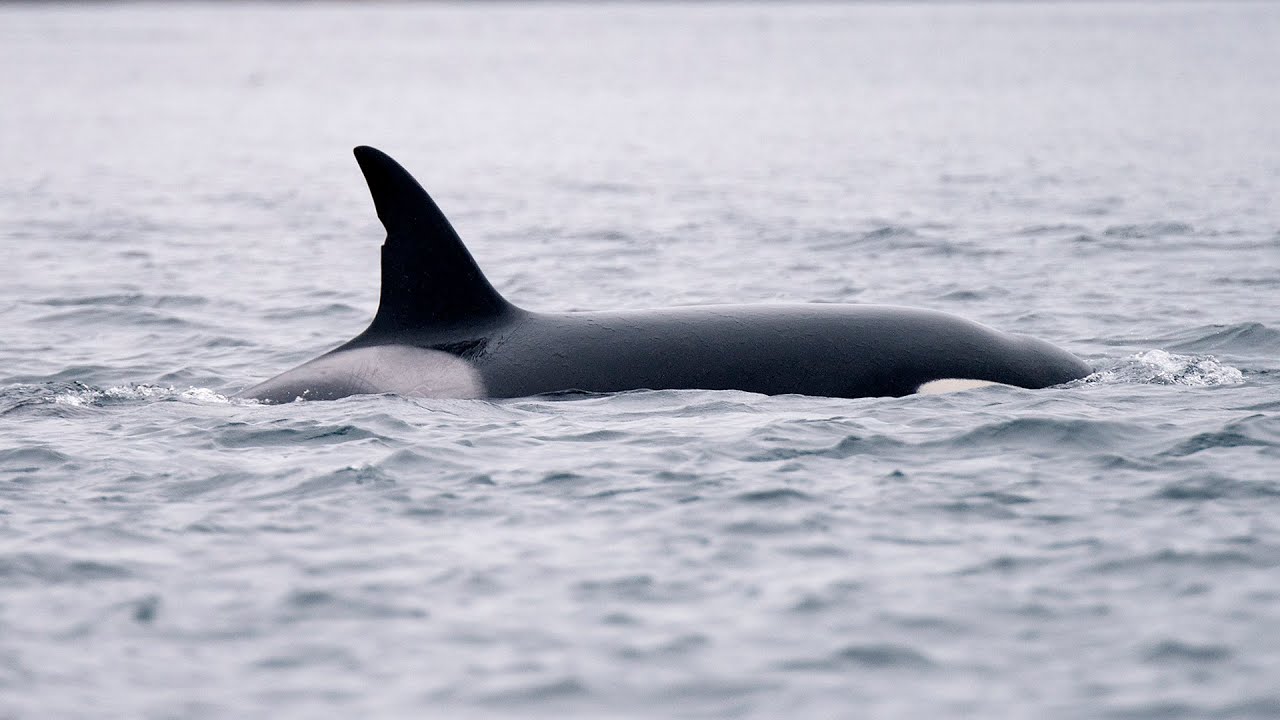 Killer whales underwater communication / orka's onder water - YouTube