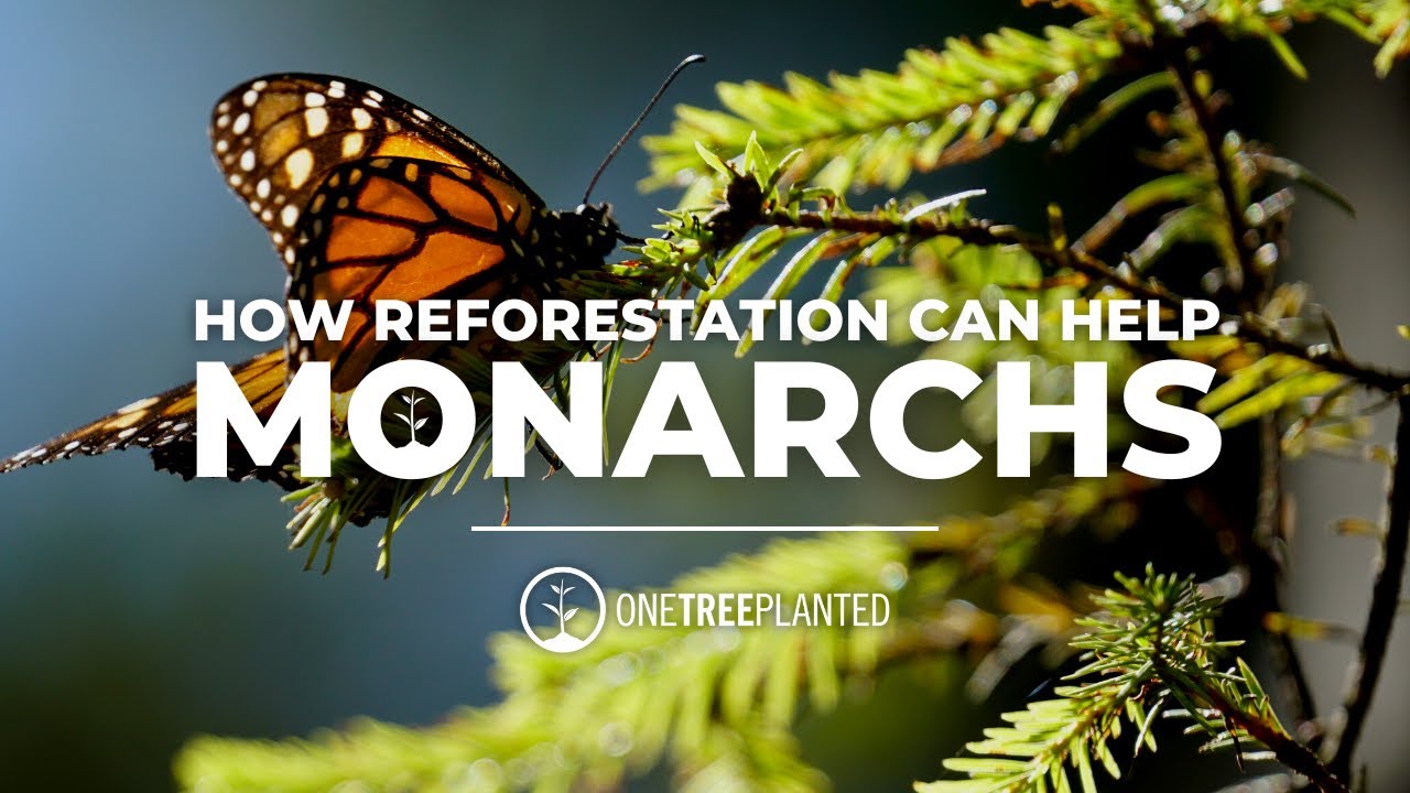 Planting Trees to Protect Vital Monarch Butterfly Nesting Grounds | One ...