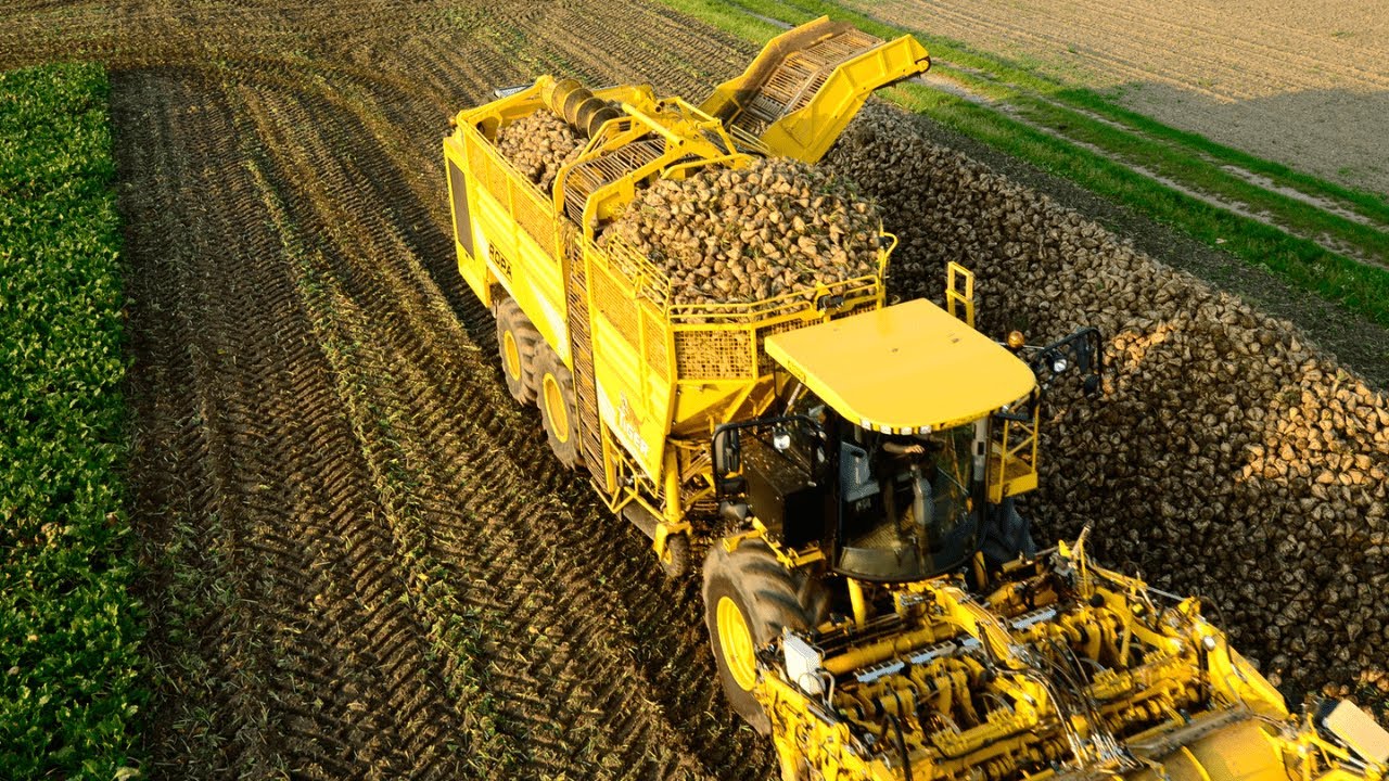 Amazing Sugar Process from Sugar Beet | Sugar Beet Farming and ...