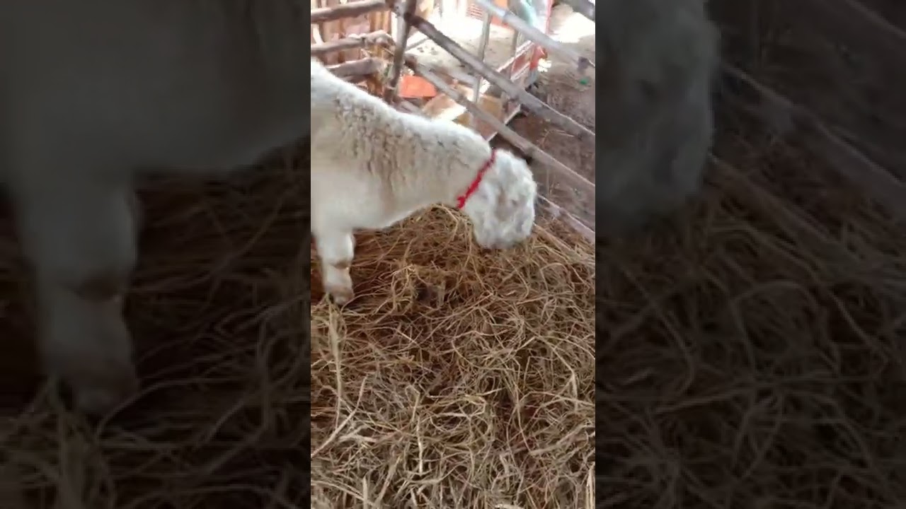 kajla goat#kajla #bakramandi - YouTube