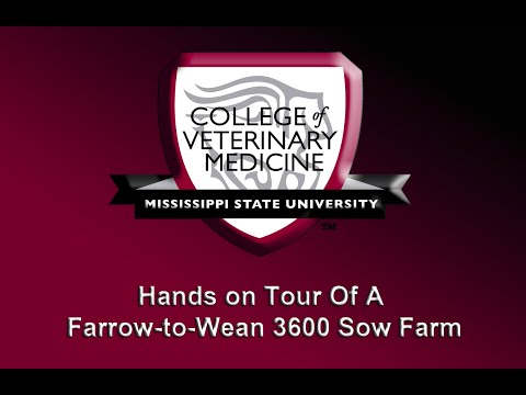 Hands on Tour of a Farrow-to-Wean 3600 Sow Farm
