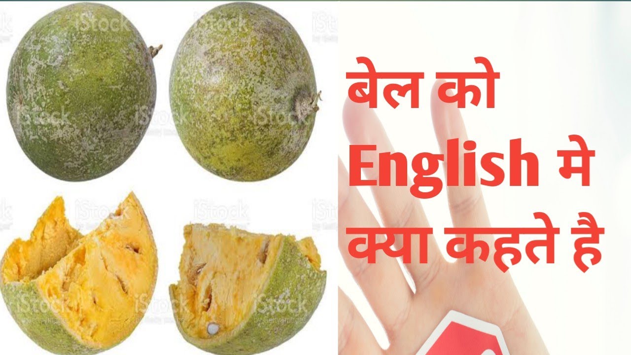 बेल को English मे क्या कहते है | Bel ko English me kya kahte hai ...